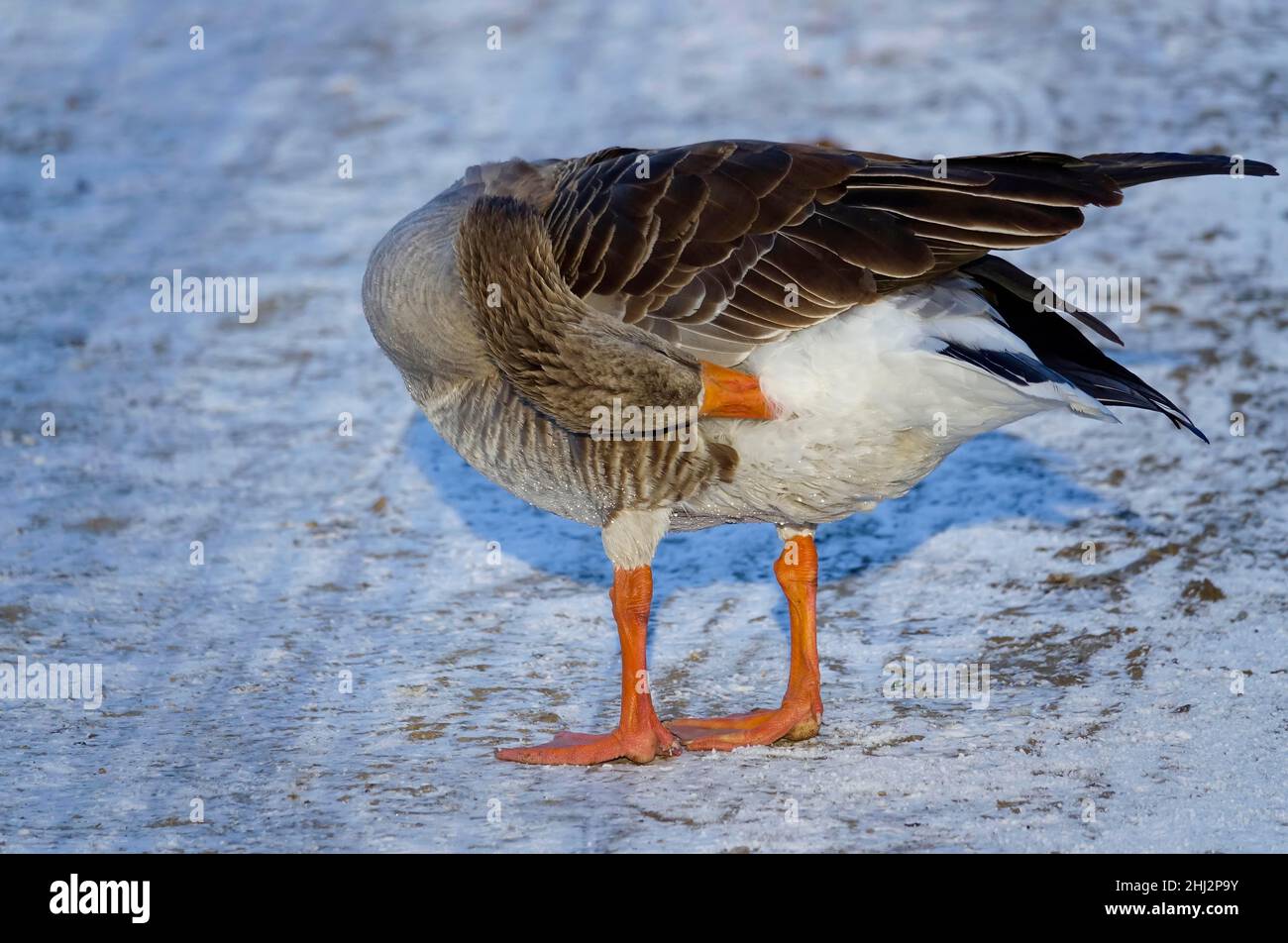 Snowy goose hi-res stock photography and images - Alamy