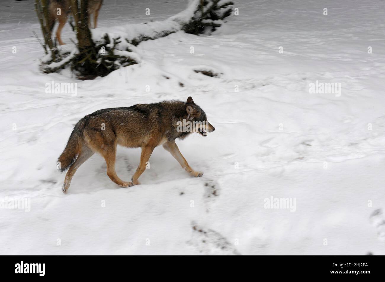 Lonely wolf hi-res stock photography and images - Alamy