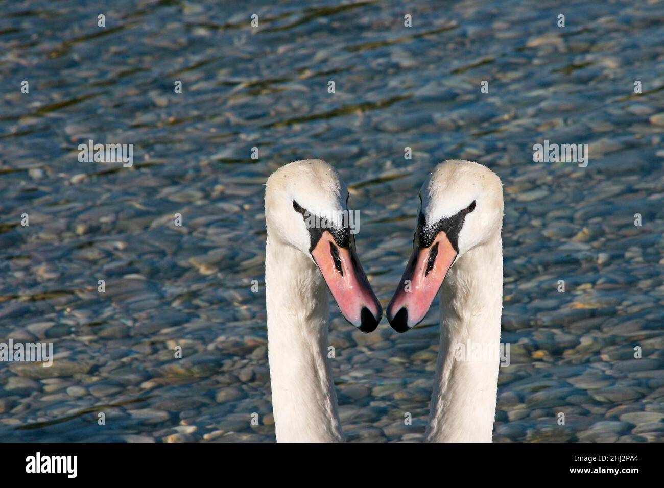 Double swan, twin swan on shore of lake, photomontage, Photoshop ...