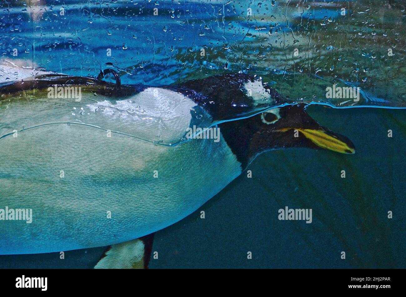 Glass penguin hi-res stock photography and images - Alamy