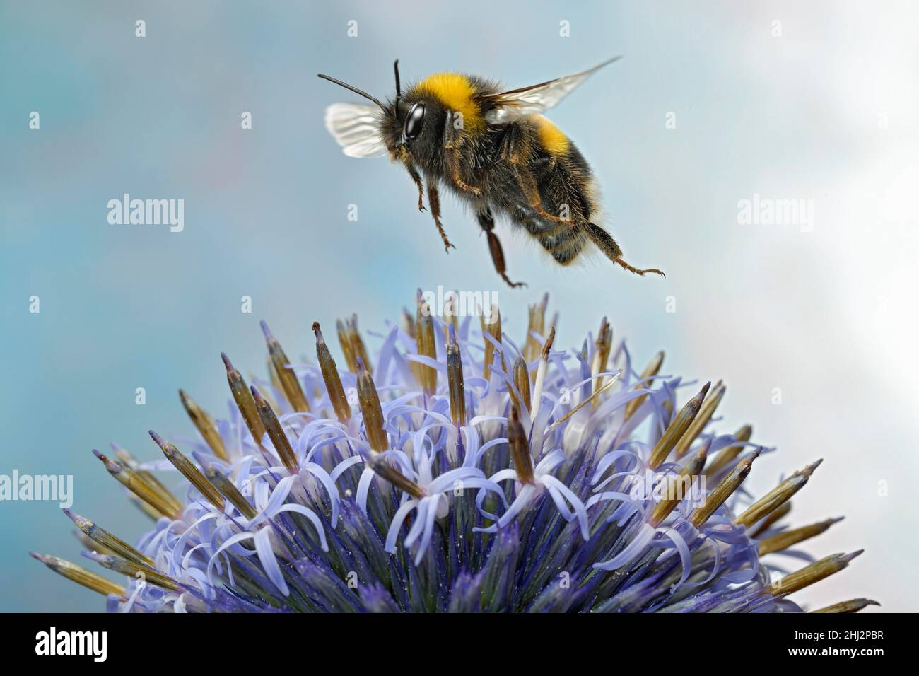 Large earth bumblebee (Bombus terrestris) in flight at the flower of a ...