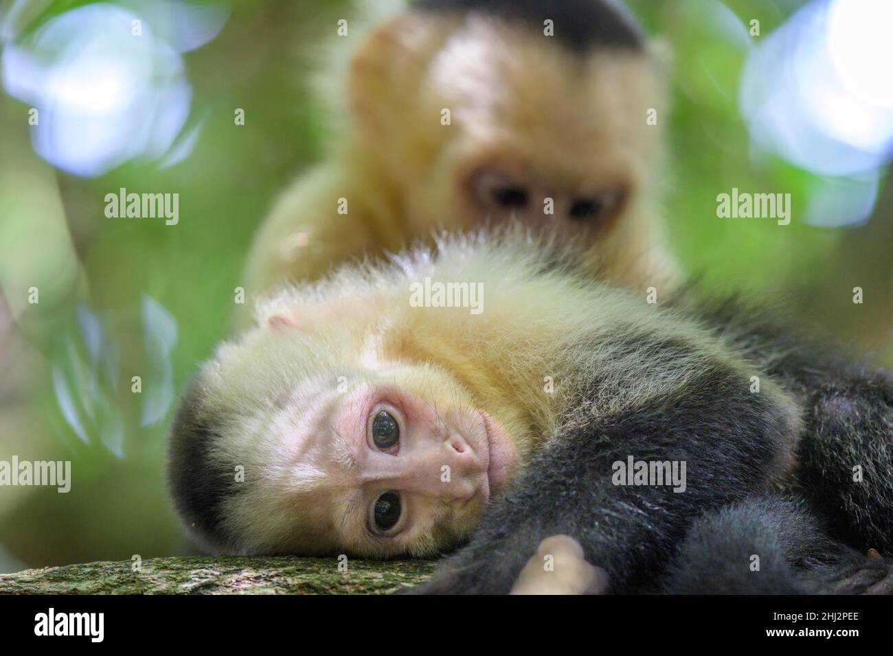 White-headed capuchin (Cebus imitator) grooming its fur, Manuel Antonio ...