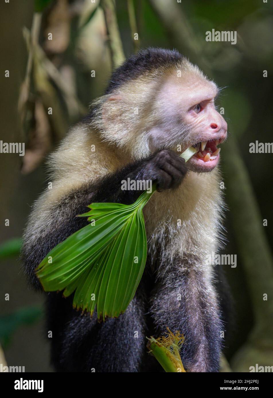 White-headed capuchin (Cebus imitator) nibbling on a plant, Manuel ...
