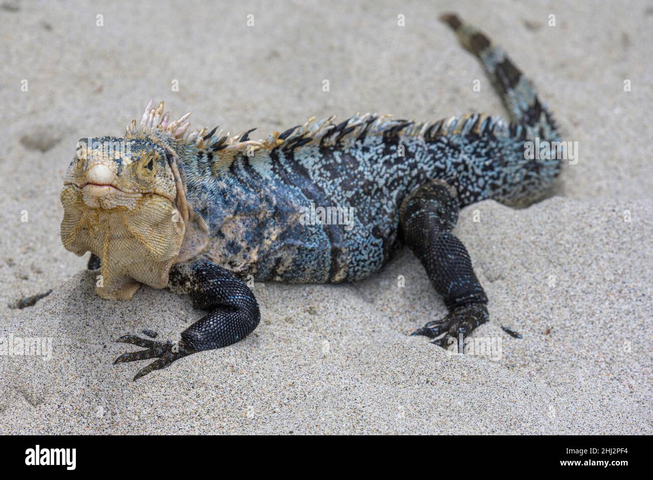 Male black spiny-tailed iguana (Ctenosaura similis), Manuel Antonio ...