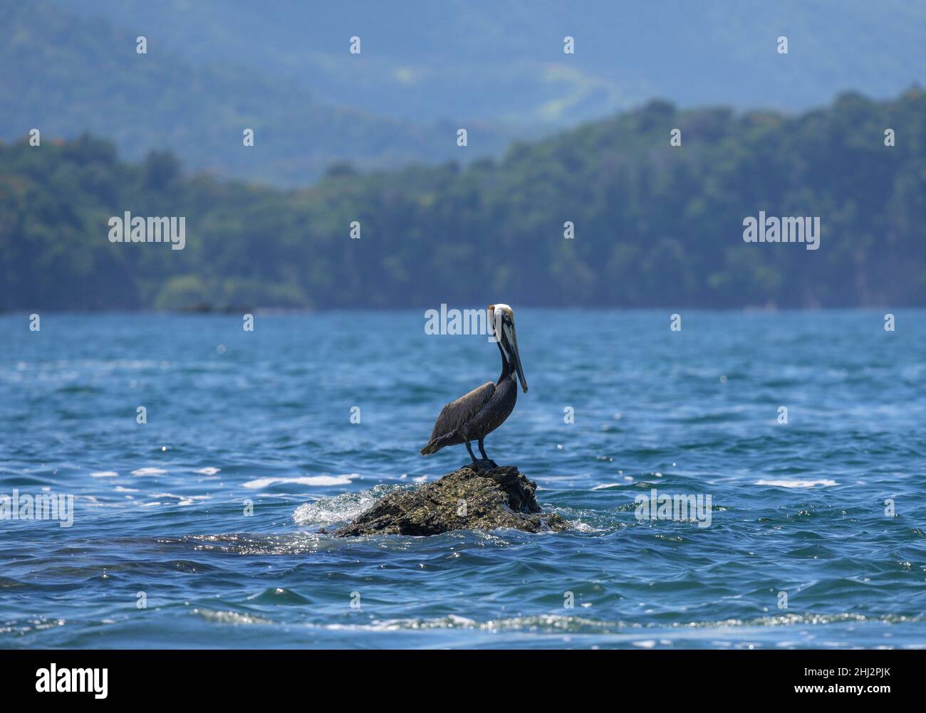 Brown pelican (Pelecanus occidentalis) on a rock near Isla Ballena ...