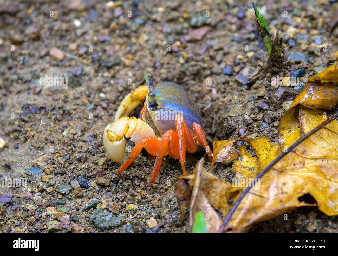 Red land crab (Gecarcinidae), Drake Bay, Puntarenas Province, Costa ...