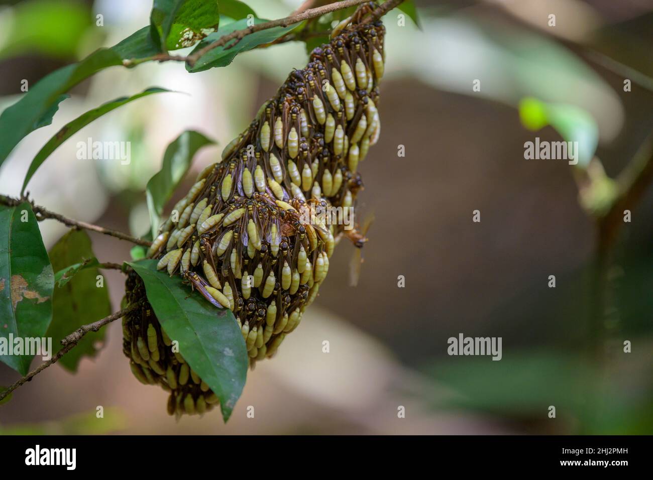 Wasps, Corcovado National Park, Puntarenas Province, Costa Rica Stock ...
