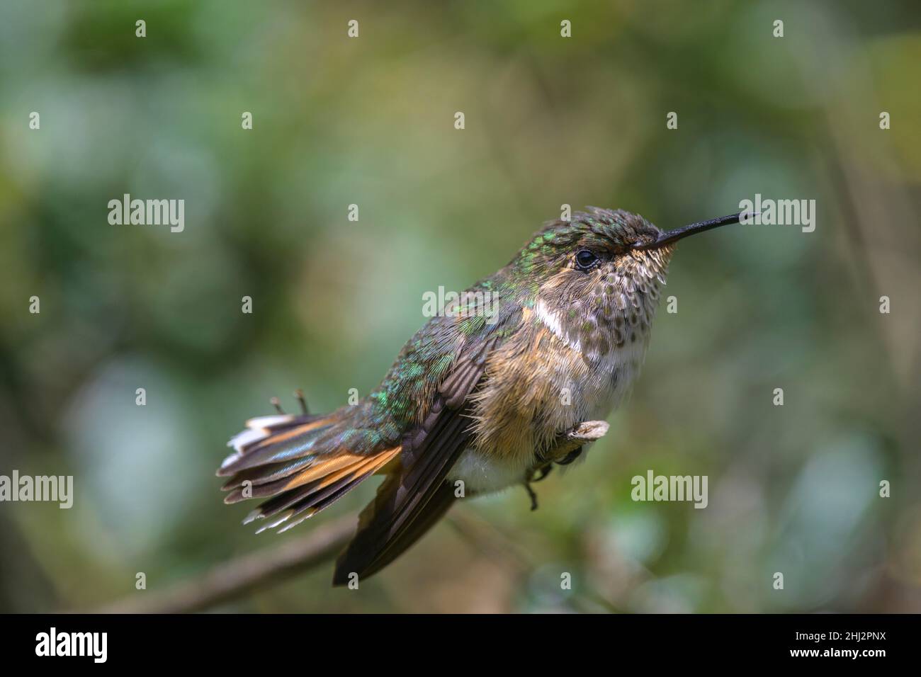 Scintillant hummingbird (Selasphorus scintilla) sitting on branch, San ...
