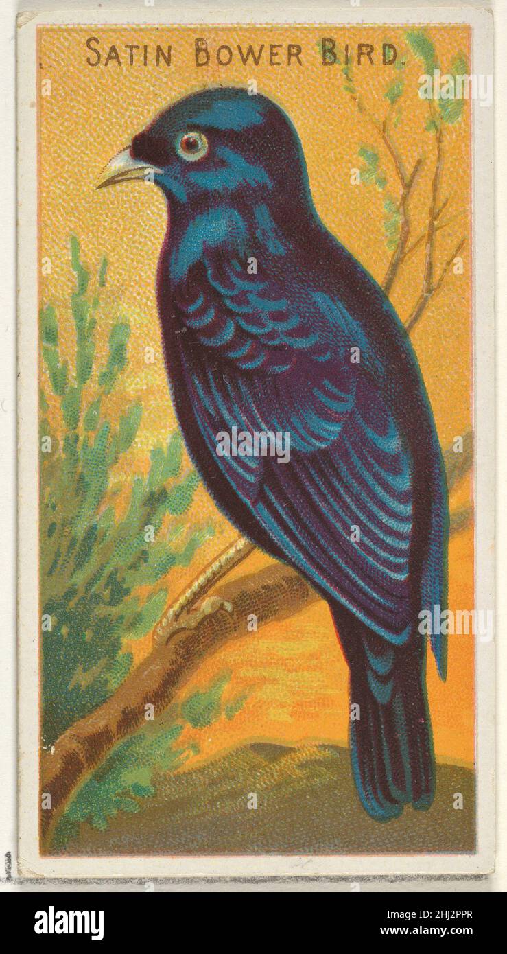 Satin bower birds hi-res stock photography and images - Alamy