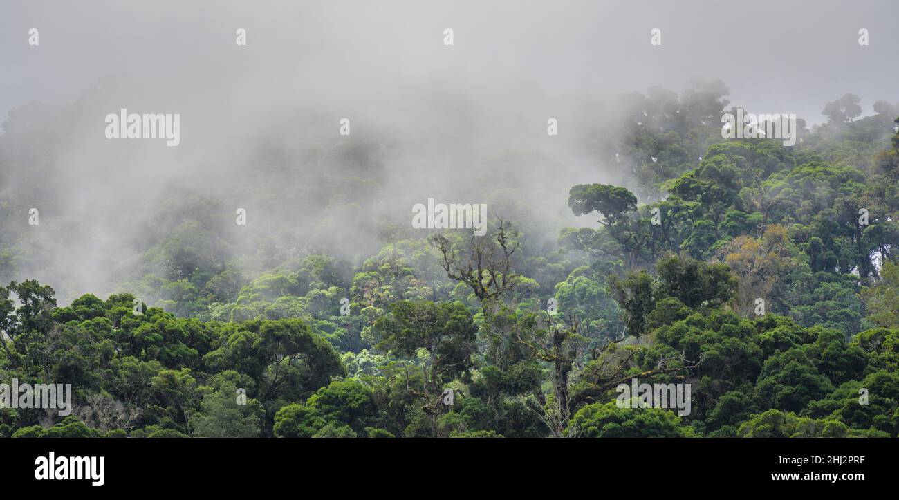 Rainforest with fog, San Gerardo de Dota, San Jose Province, Costa Rica ...