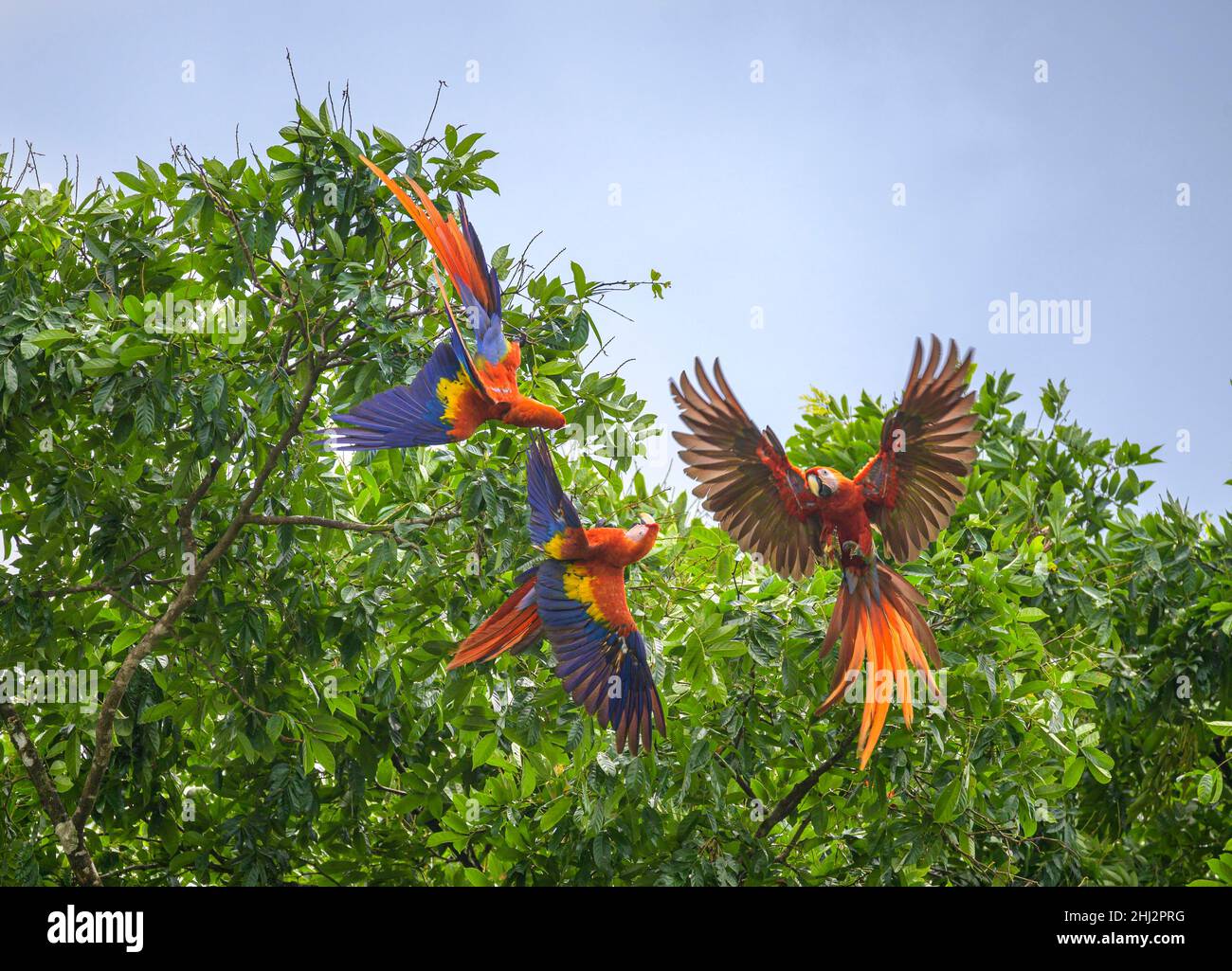 Scarlet macaw ara macao at drake bay hi-res stock photography and ...