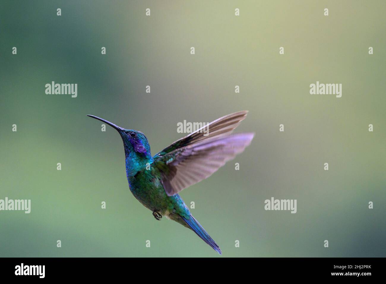Mexican violetear (Colibri thalassinus), San Gerardo de Dota, San Jose ...