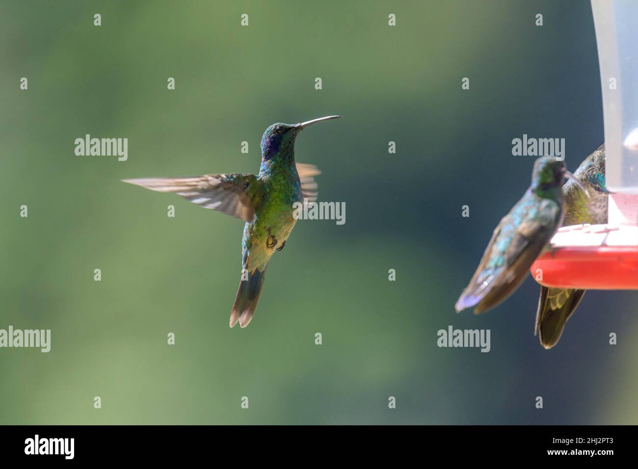 Mexican violetear (Colibri thalassinus) at a nectar dispenser, San ...