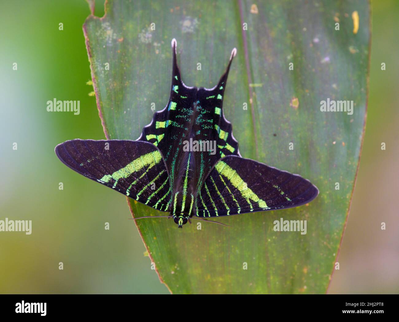 Urania swallowtail moth (Urania fulgens), Drake Bay, Puntarenas ...
