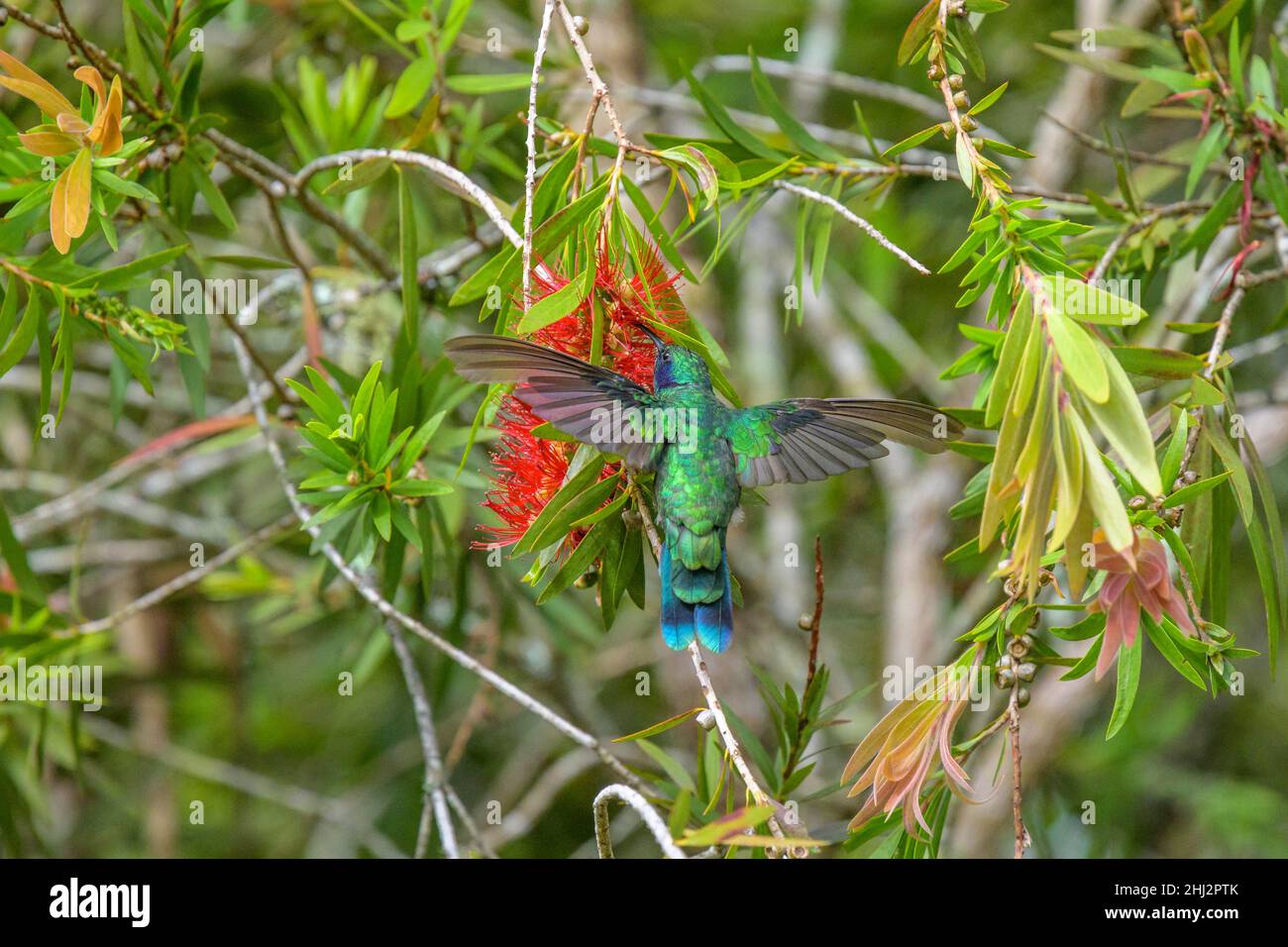 Mexican violetear (Colibri thalassinus) flies to red flower, San ...