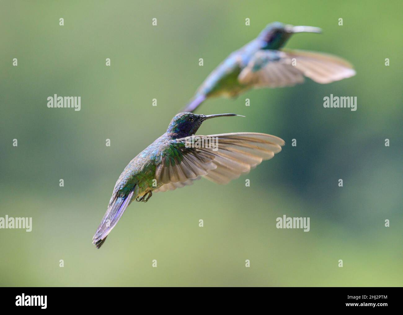 Mexican violetear (Colibri thalassinus), San Gerardo de Dota, San Jose ...