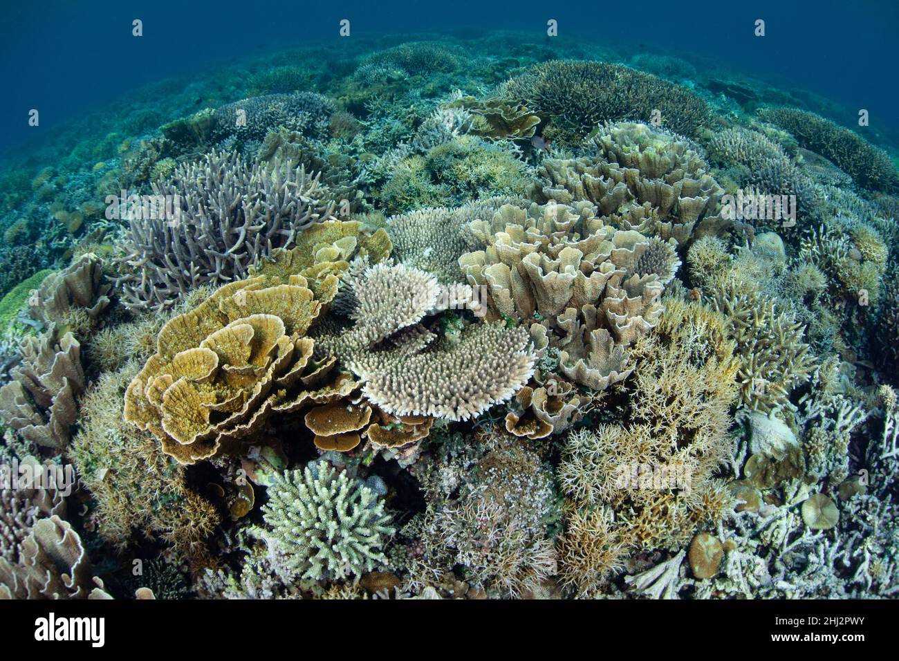A healthy, biodiverse coral reef thrives in the waters near Alor ...
