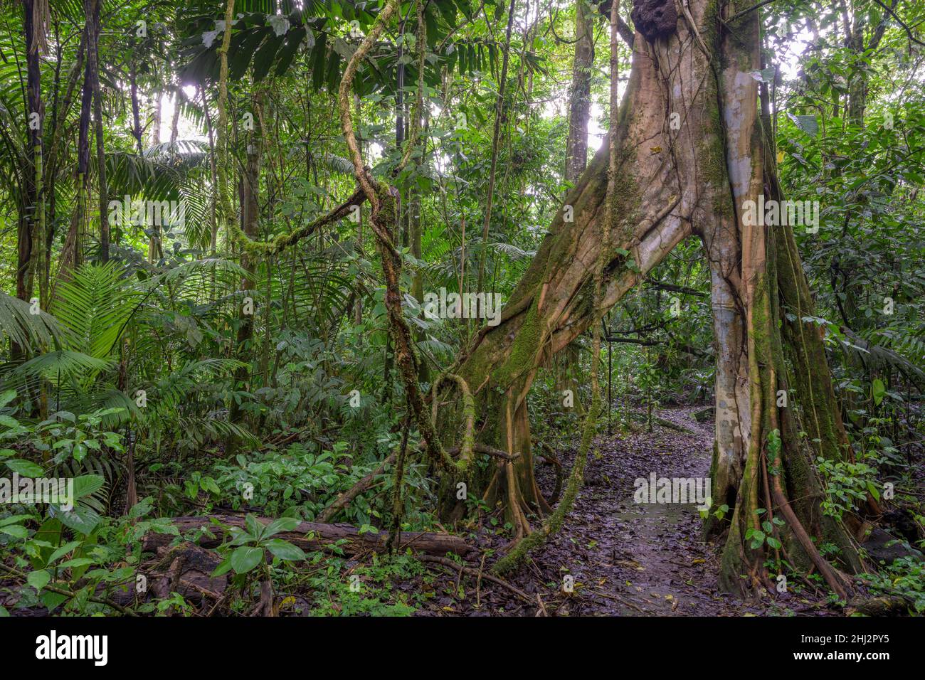 Hiking trail leads through tree with V-shaped opening, La Selva ...