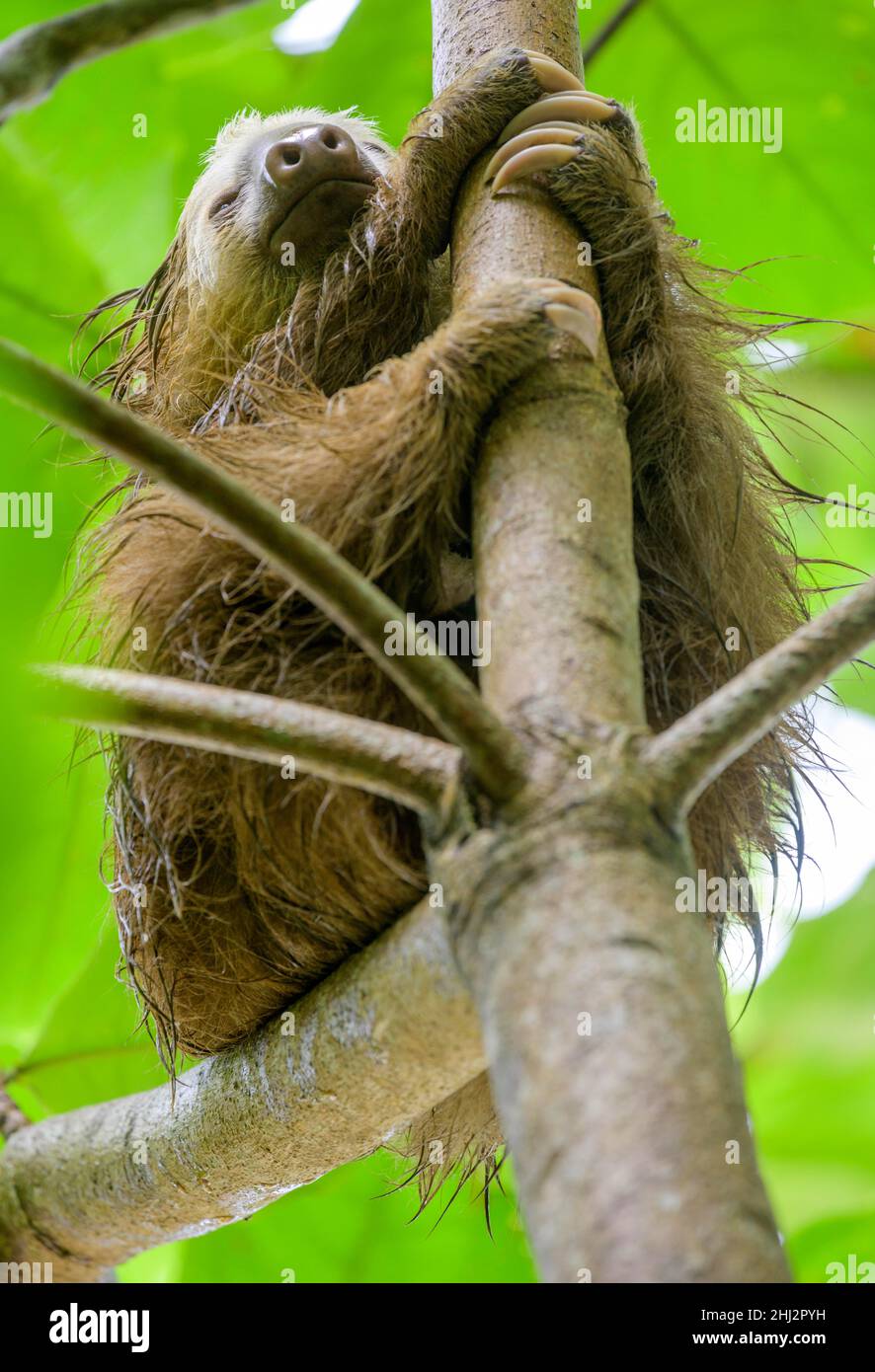 Wet hoffmann's two-toed sloth (Choloepus hoffmanni), Cahuita National ...