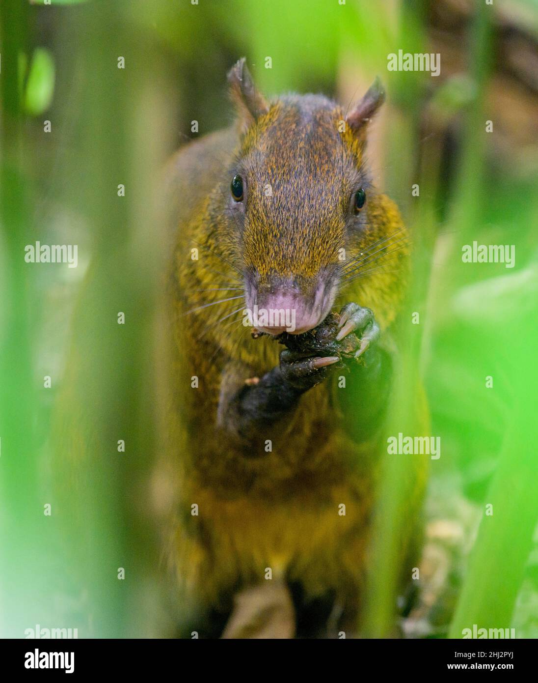Central american agouti (Dasyprocta punctata), Cahuita National Park ...