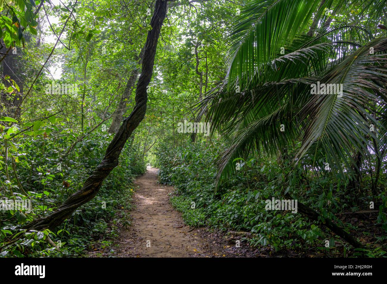 Path through the rainforest, Cahuita National Park, Puerto Limon, Costa ...