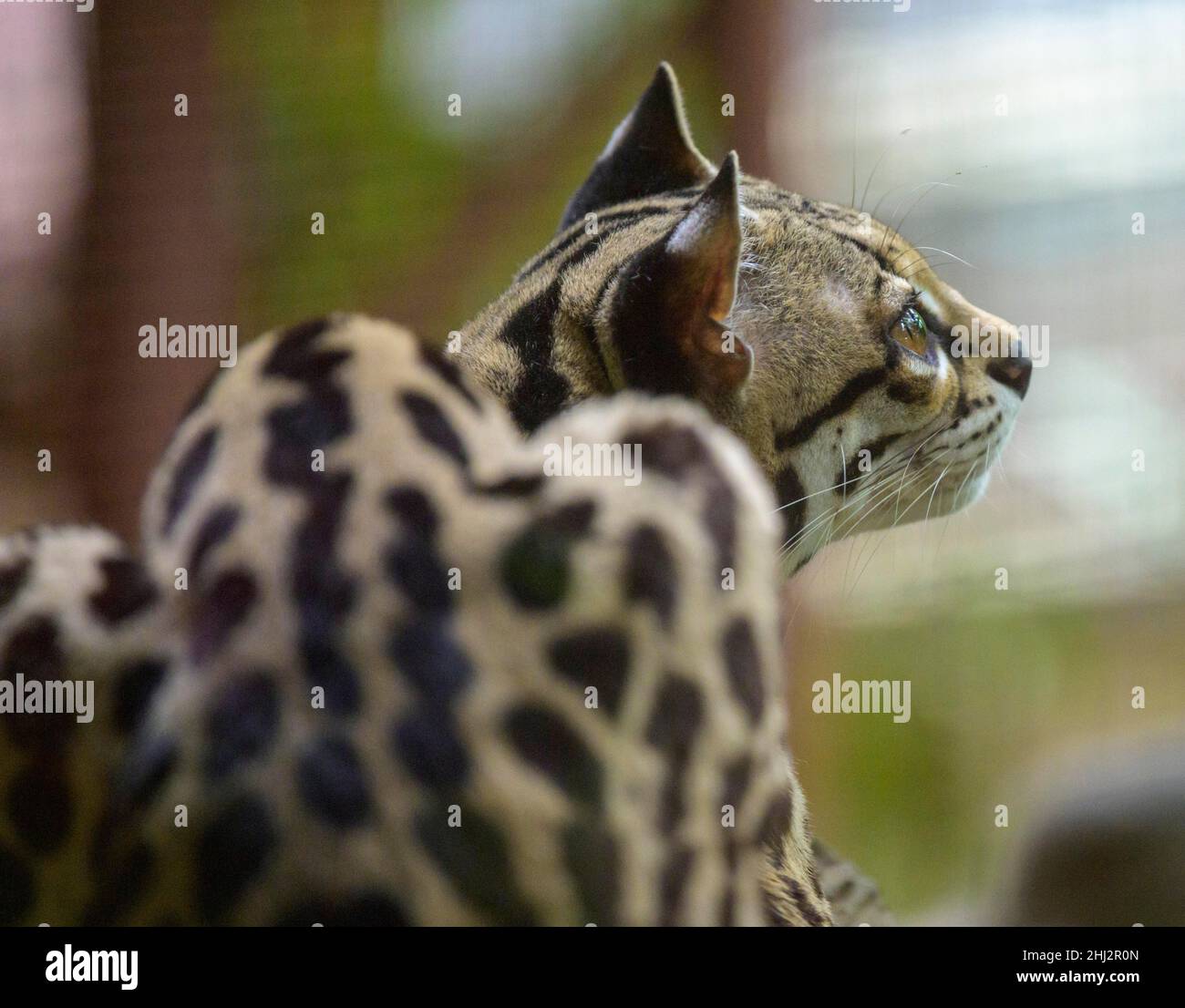 Margay hi-res stock photography and images - Alamy