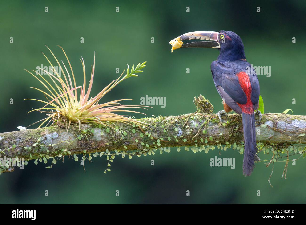 Collared aracari (Pteroglossus torquatus) with a piece of banana in its ...