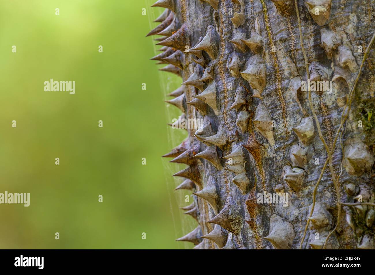 Thorns of the sand bush tree (Hura crepitans), Laguna del Lagarto Eco ...