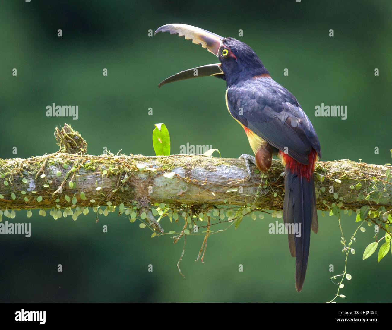 Collared aracari (Pteroglossus torquatus), Laguna del Lagarto Eco-Lodge ...
