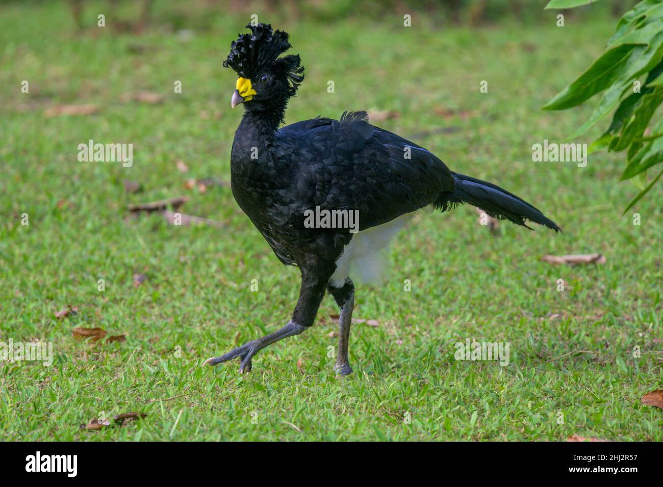 Male great curassow (Crax rubra), Laguna del Lagarto Eco-Lodge, San ...