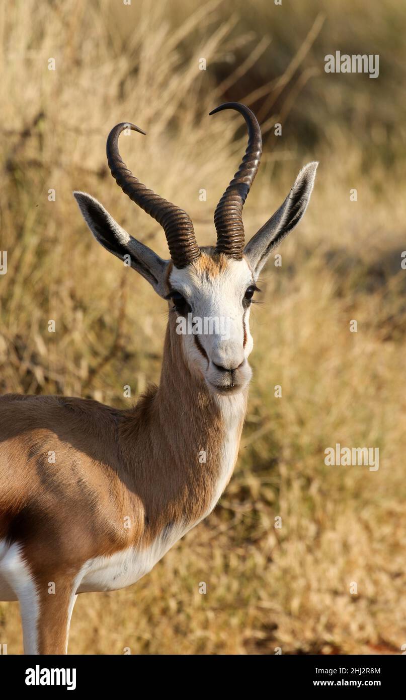 Springbok hunting hi-res stock photography and images - Alamy