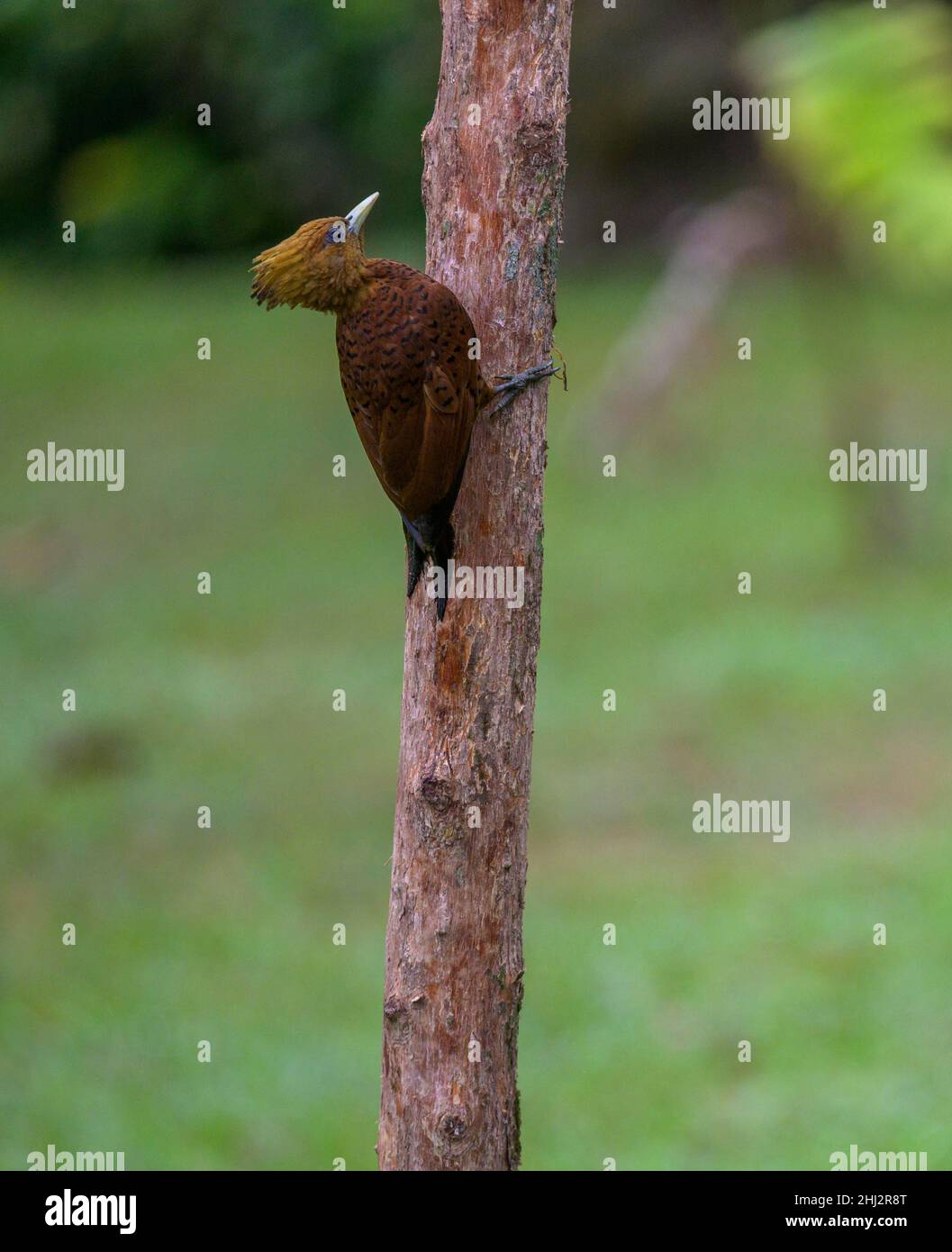 Chestnut-colored woodpecker (Celeus castaneus), Laguna del Lagarto Eco ...