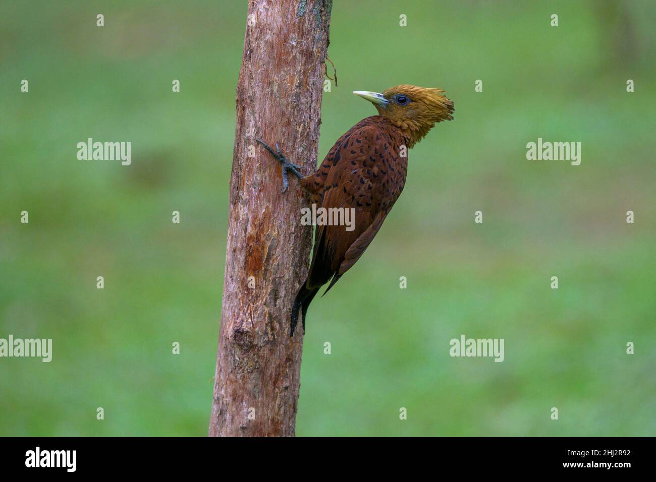 Chestnut-colored woodpecker (Celeus castaneus), Laguna del Lagarto Eco ...