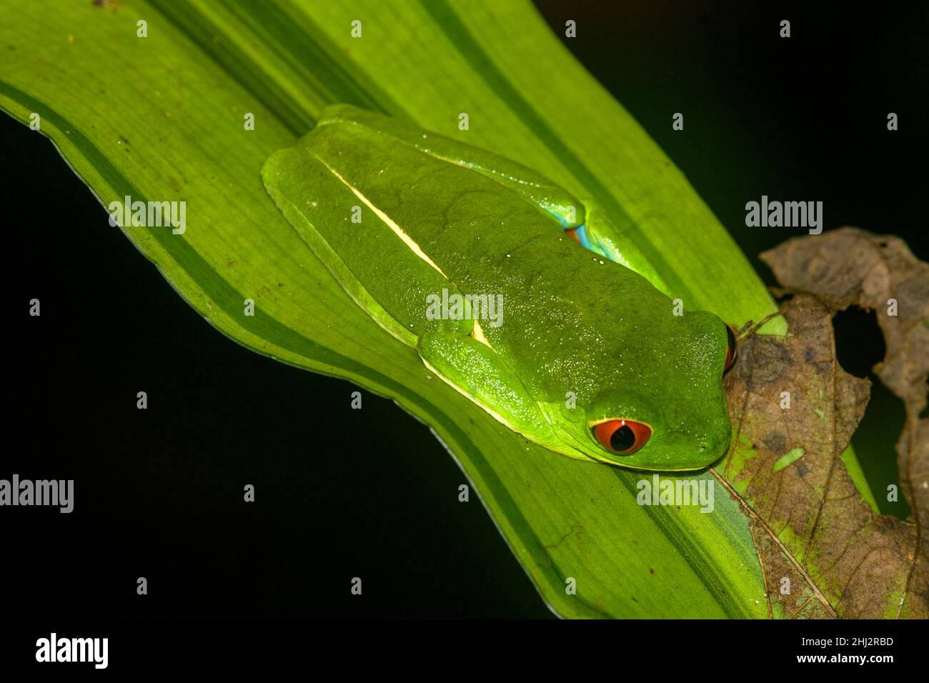 Red Eyed Tree Frog Sleeping