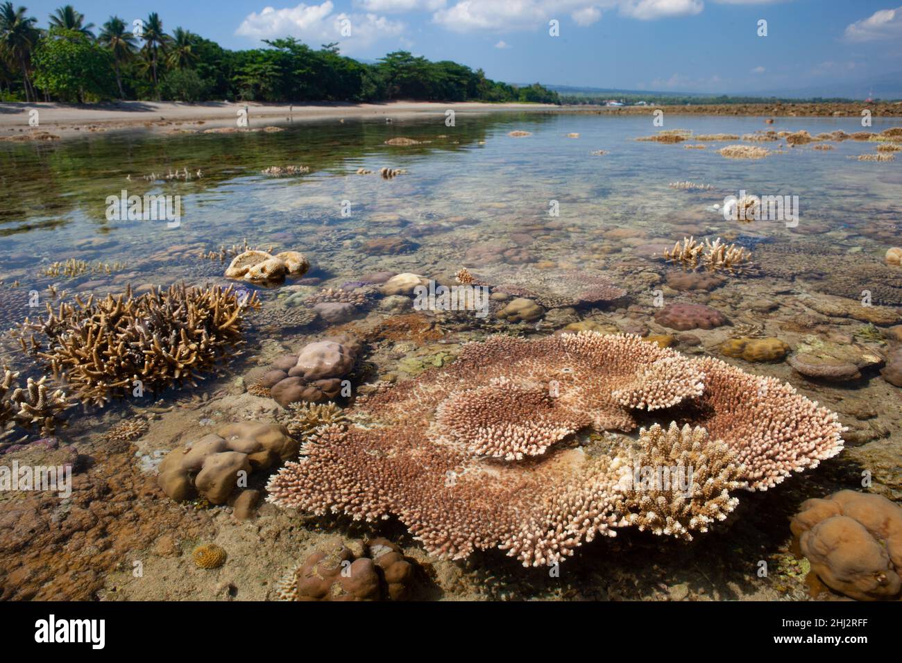 Underwater marine life in the flores sea hi-res stock photography and ...