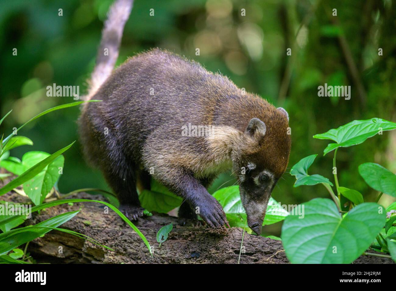 White nosed coati (Nasua narica), Arenal Observatory Lodge, Fortuna ...