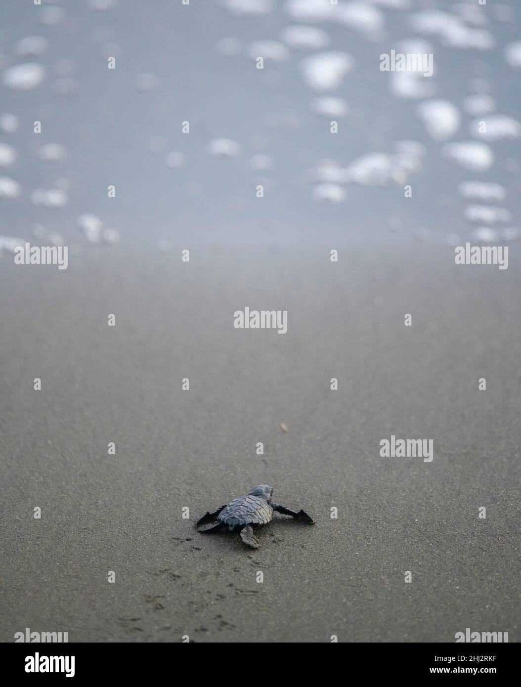 Newly hatched olive ridley sea turtle (Lepidochelys olivacea) crawls ...