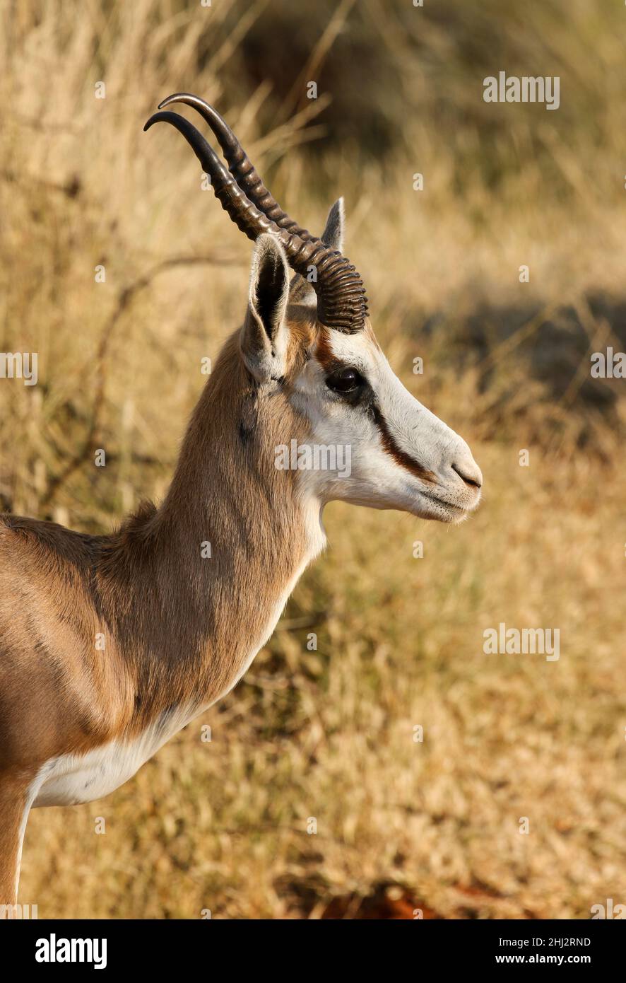 Springbok hunting hi-res stock photography and images - Alamy