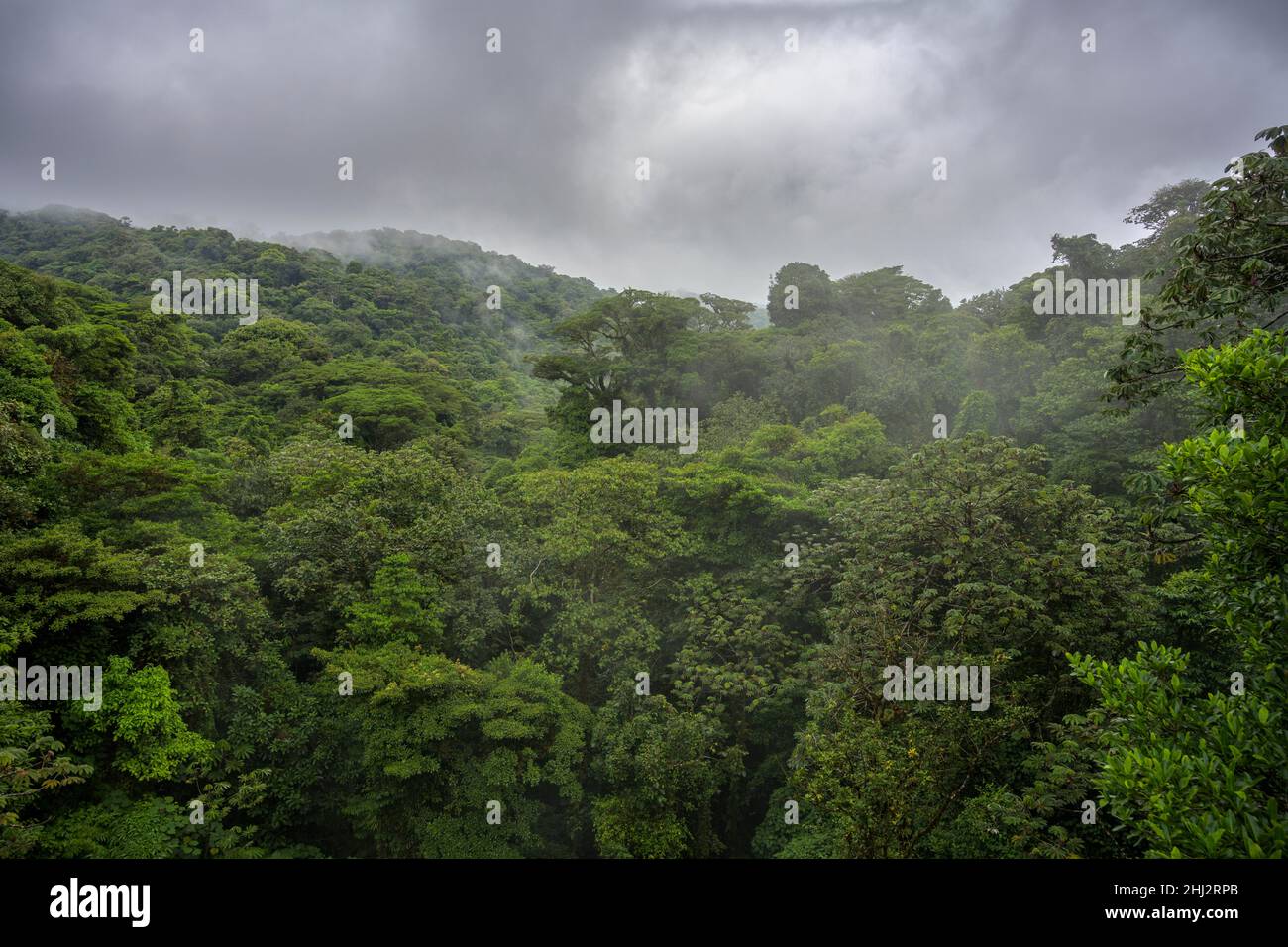 Rainforest in Selvatura Park seen from a suspension bridge, Monteverde ...