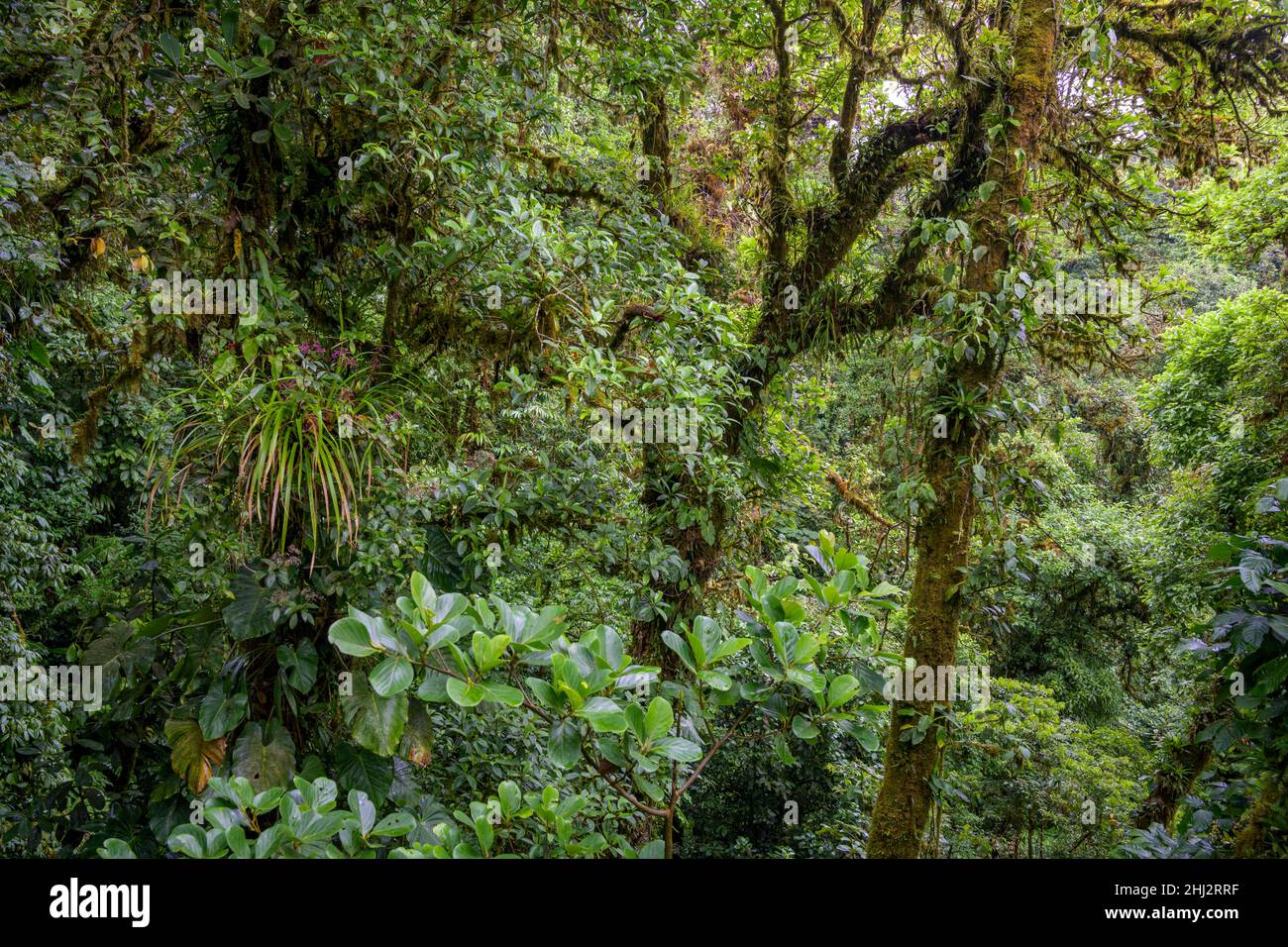 Rainforest in Selvatura Park seen from a suspension bridge, Monteverde ...