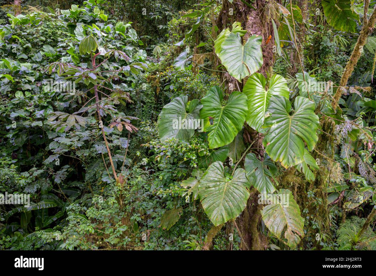 Rainforest in Selvatura Park seen from a suspension bridge, Monteverde ...