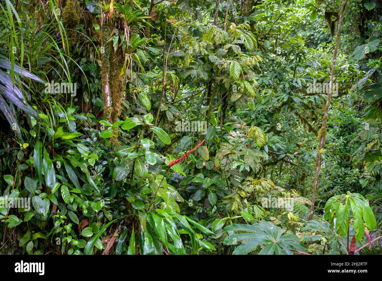 Rainforest in Selvatura Park seen from a suspension bridge, Monteverde ...