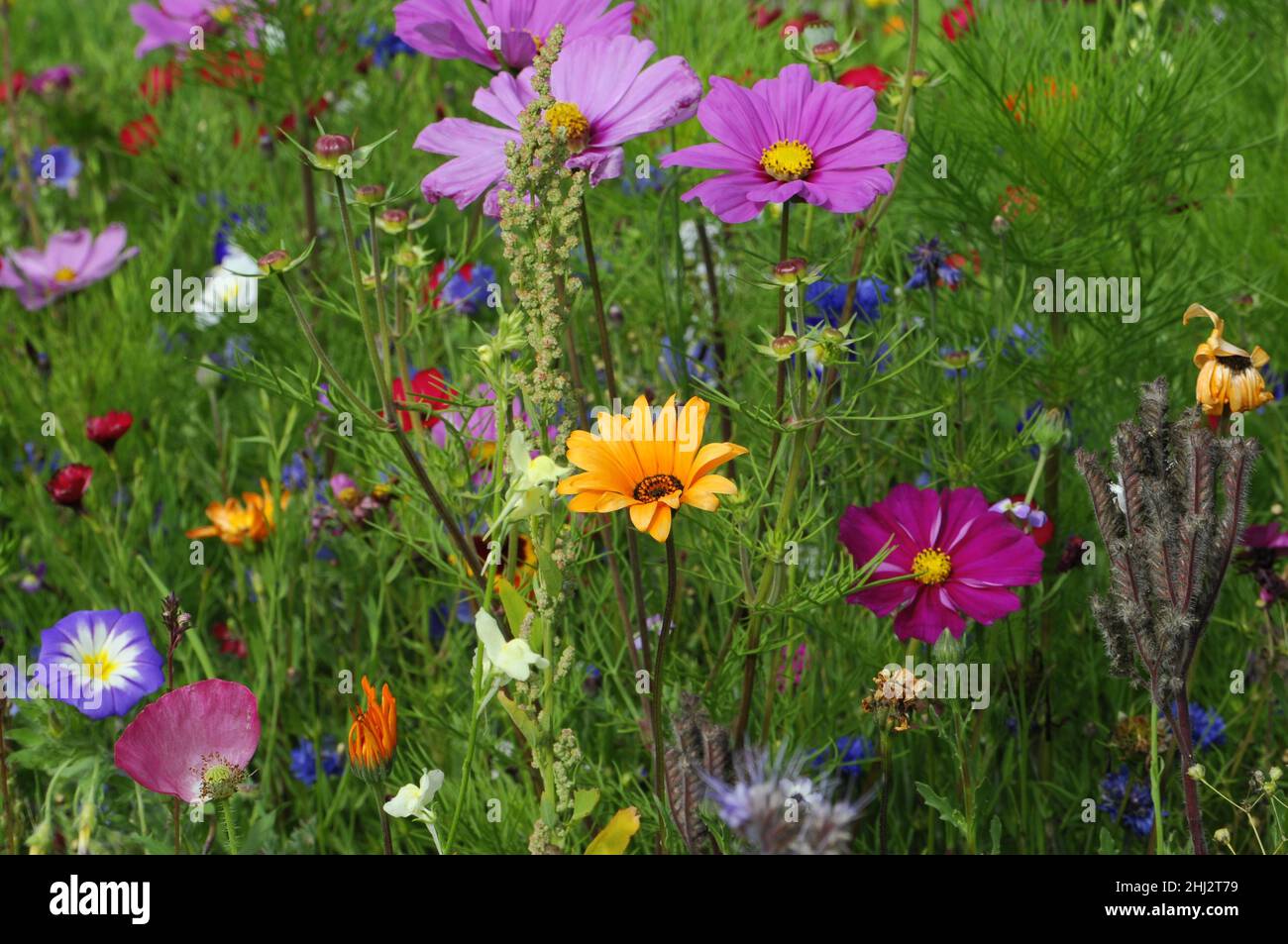Summer flower meadow, cornflowers (Centaurea cyanus), yarrow (Achillea ...