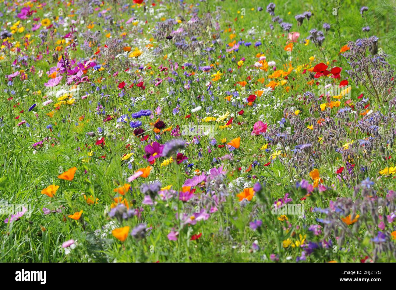 Summer flower meadow, cornflowers (Centaurea cyanus), yarrow (Achillea ...