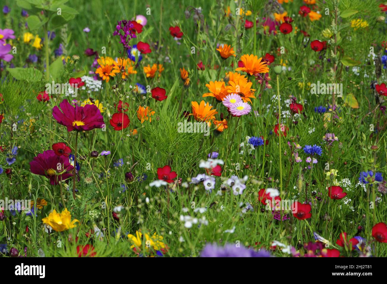 Summer flower meadow, cornflowers (Centaurea cyanus), yarrow (Achillea ...