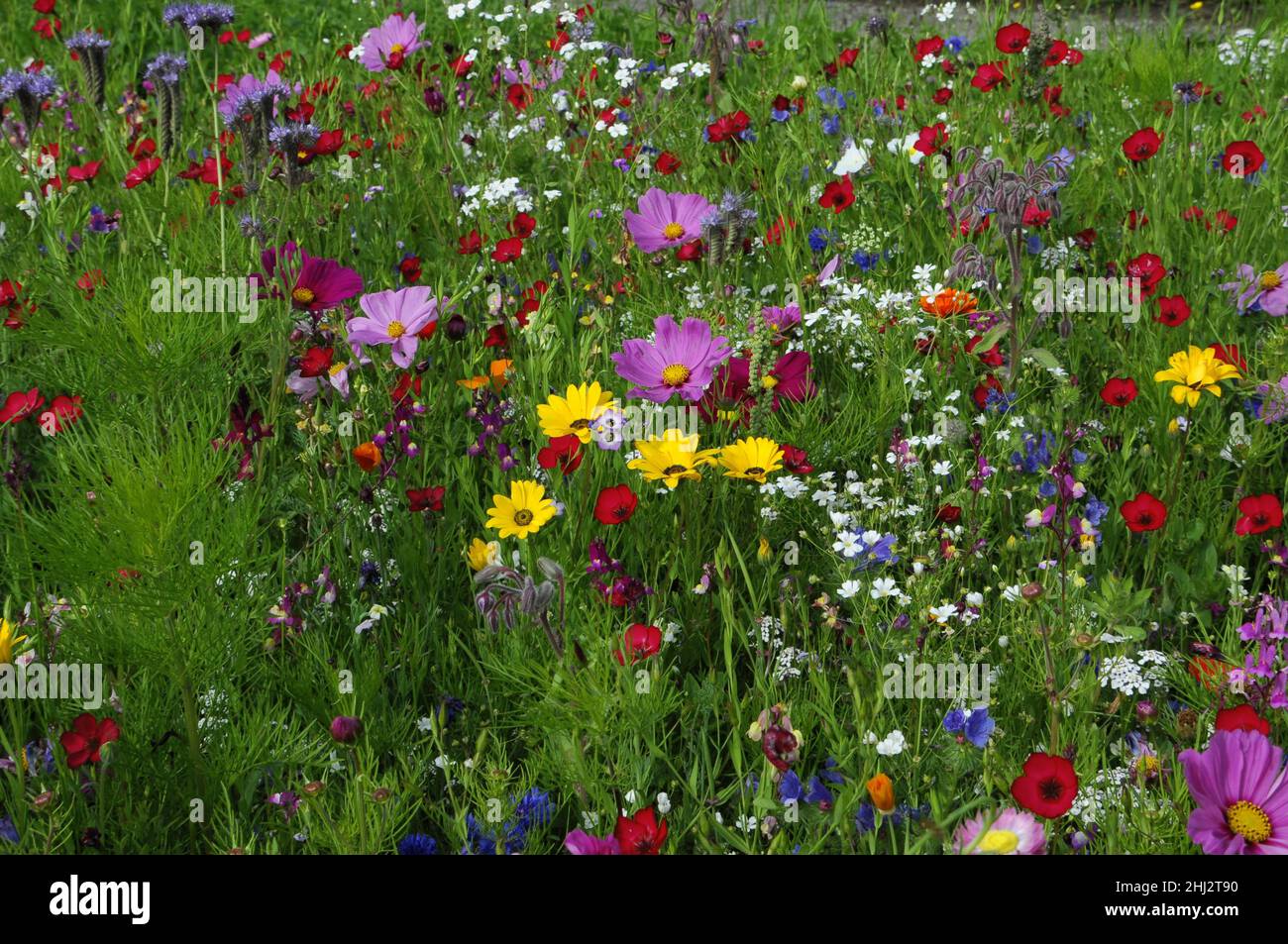 Poppy mallow flower hi-res stock photography and images - Alamy