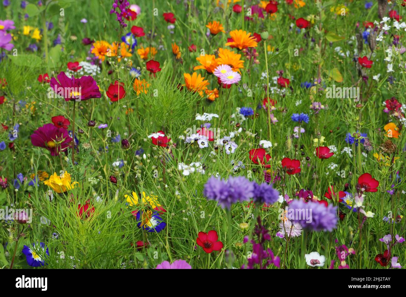 Summer flower meadow, cornflowers (Centaurea cyanus), yarrow (Achillea ...