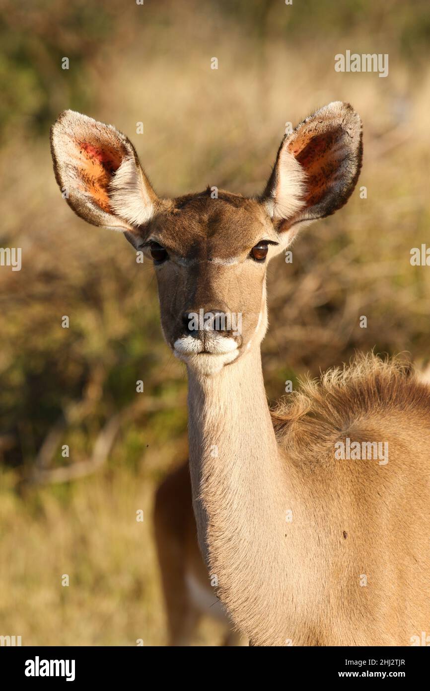 Large kudu hi-res stock photography and images - Alamy