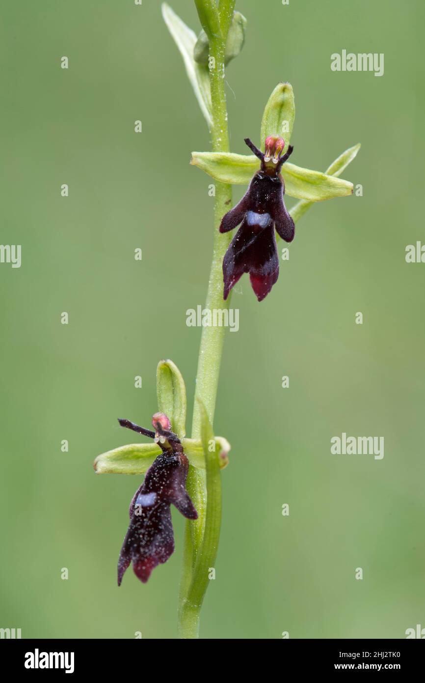 Fly orchid (Ophrys insectifera), Thuringia, Germany Stock Photo - Alamy