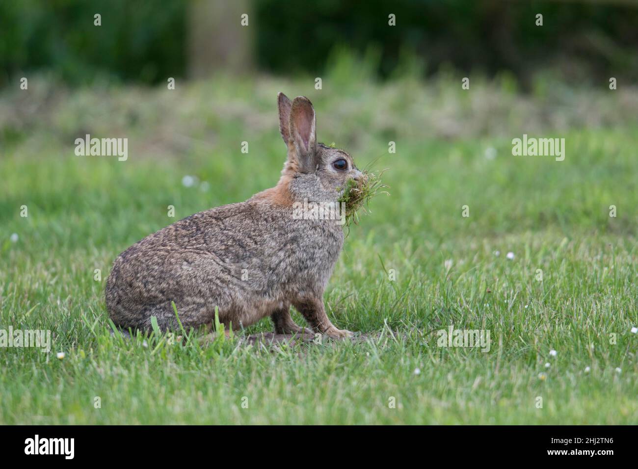 European rabbit (Oryctolagus cuniculus) with padding material for the ...